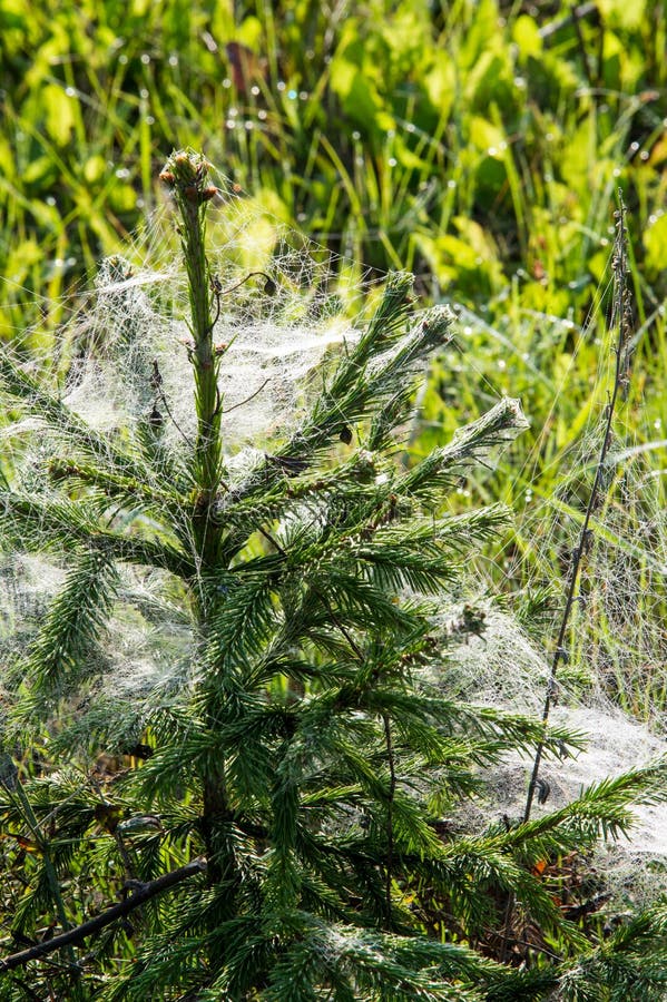 Spiderweb, spider s web stock image. Image of nature - 122212947