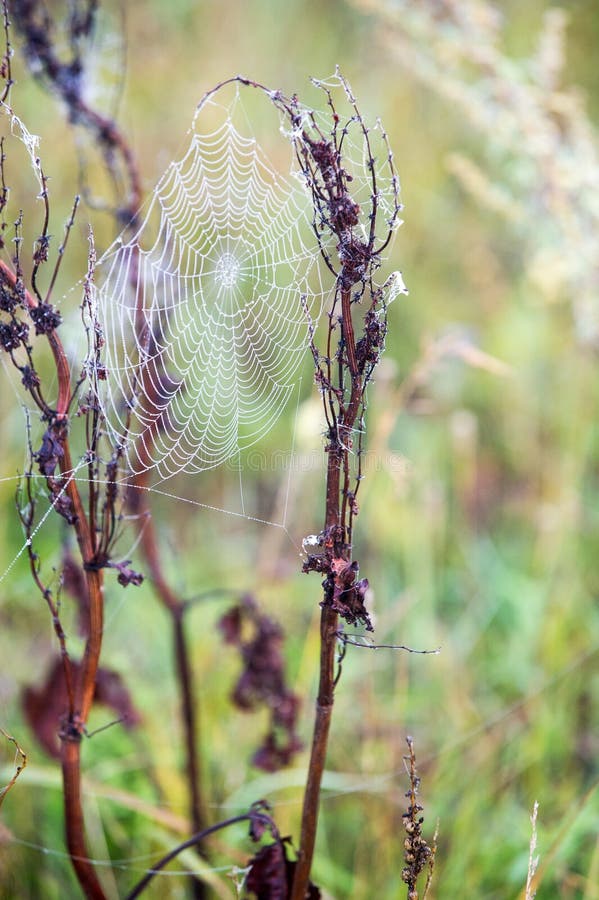 Spiderweb, spider s web stock image. Image of decoration - 122212037