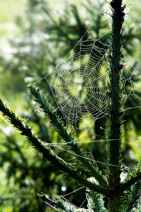 Spiderweb, spider s web stock image. Image of pearl - 122212751