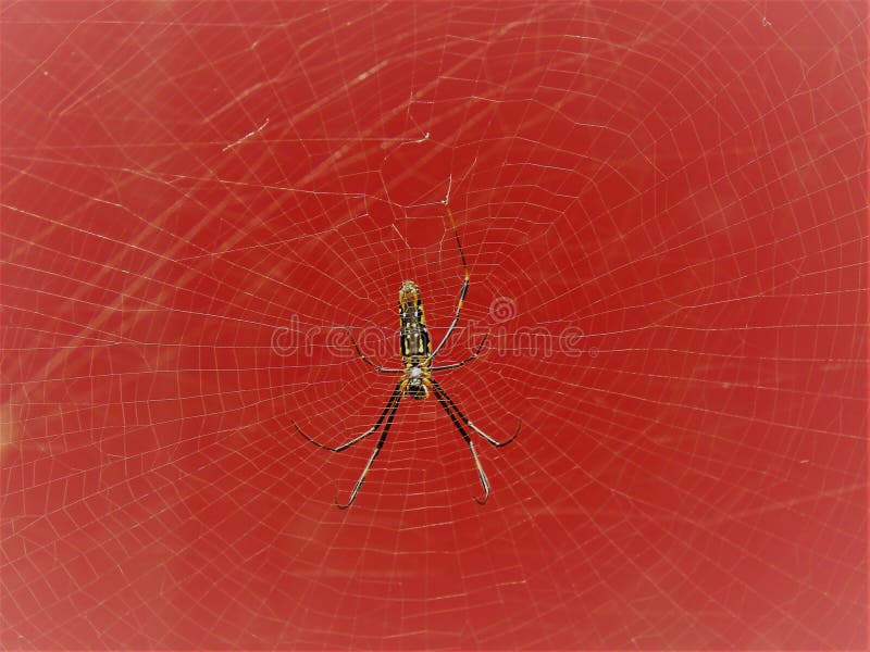 Spiderweb stock image. Image of spider, daylight, nature - 94028409