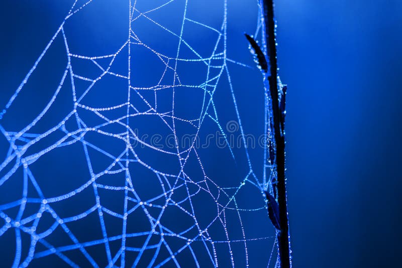 Spiderweb stock image. Image of work, cobweb, spiderweb - 45918369