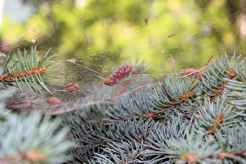 Spiderweb in a Spruce Branch Stock Image - Image of thick, silk: 76128755