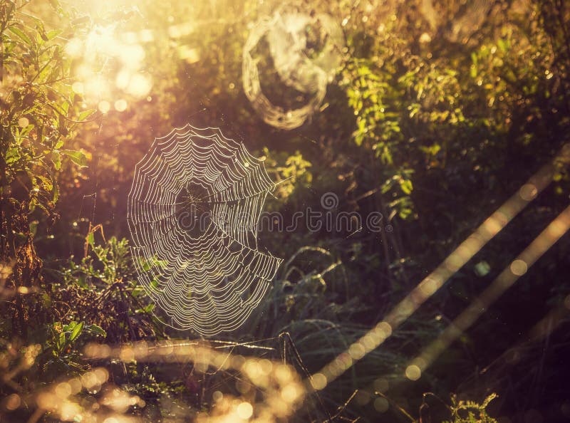 Spiderweb in sun stock image. Image of forest, transparent - 36826917
