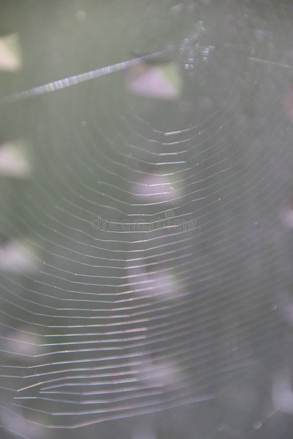 Spiderwebs in Sunlight in Front of Stainless Steel Stock Photo - Image ...