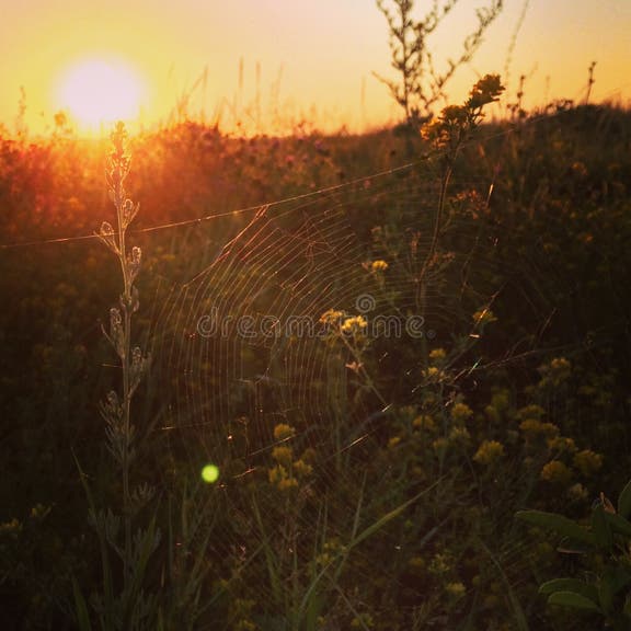 A spiderweb on sunset stock photo. Image of spiderweb - 75418984