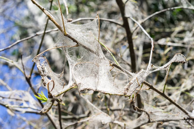 Spiderweb on Tree Branches. Bird Cherry Moth Yponomeutidae Stock Image ...