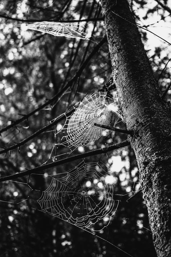 Spiderweb on a tree stock photo. Image of spiderweb, three - 59707044