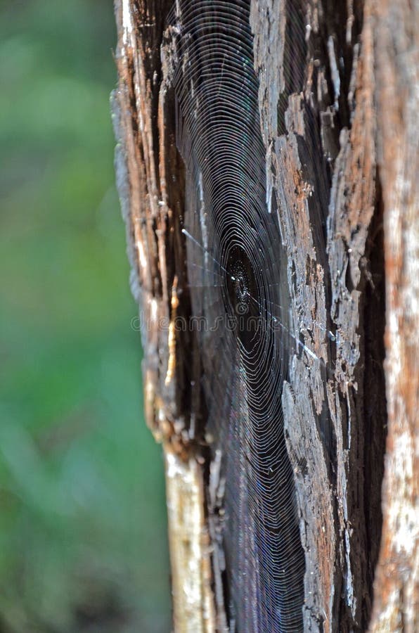Spiderweb in a tree trunk stock image. Image of reflection - 73178547