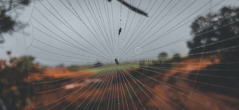 Spider weaving web stock image. Image of morning, araneae - 258511379