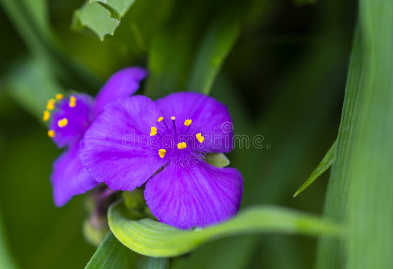 Spiderworts Flowers Blooming in the Garden Stock Image - Image of ...