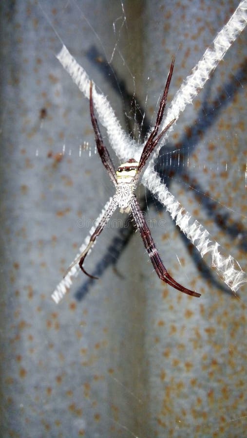 SpiderX stock image. Image of insect, huge, spider, spiderx - 162494495