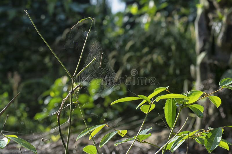 Spidery Cobweb Scenery at the Meadow Stock Image - Image of element ...
