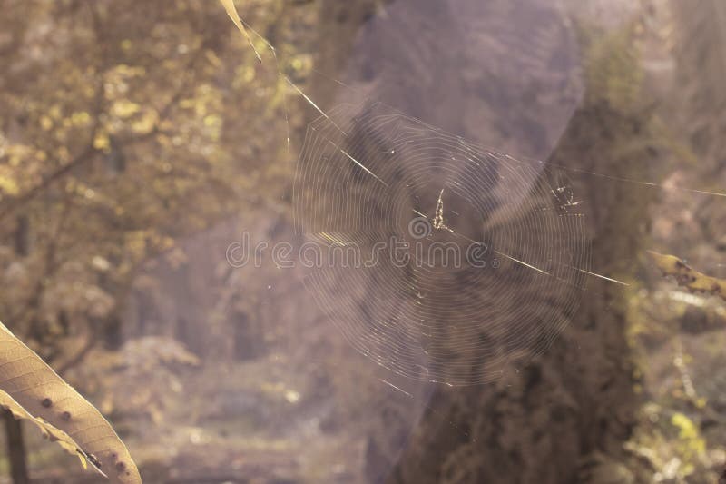 Spidery Cobweb Scenery at the Meadow Stock Photo - Image of insect ...