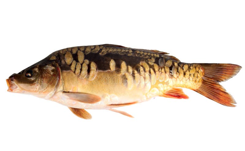 Staart Van Gemeenschappelijke Karper Stock Afbeelding - Afbeelding ...