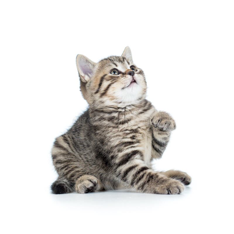 Spielerische Babykatze stockfoto. Bild von bezaubern - 36725652