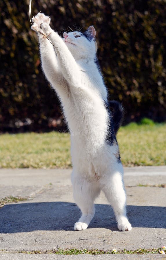 Spielerische Spielende Und Springende Katze Stockbild - Bild von haarig ...