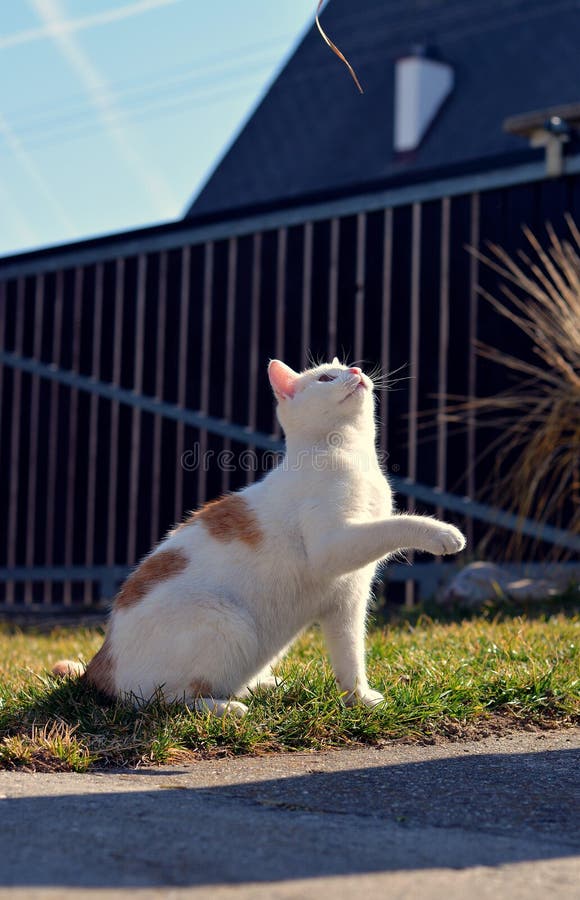 Spielerische Spielende Und Springende Katze Stockfoto - Bild von ...