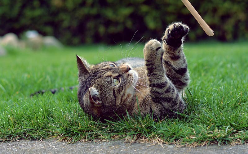 Spielerische Spielende Und Springende Katze Stockbild - Bild von haarig ...