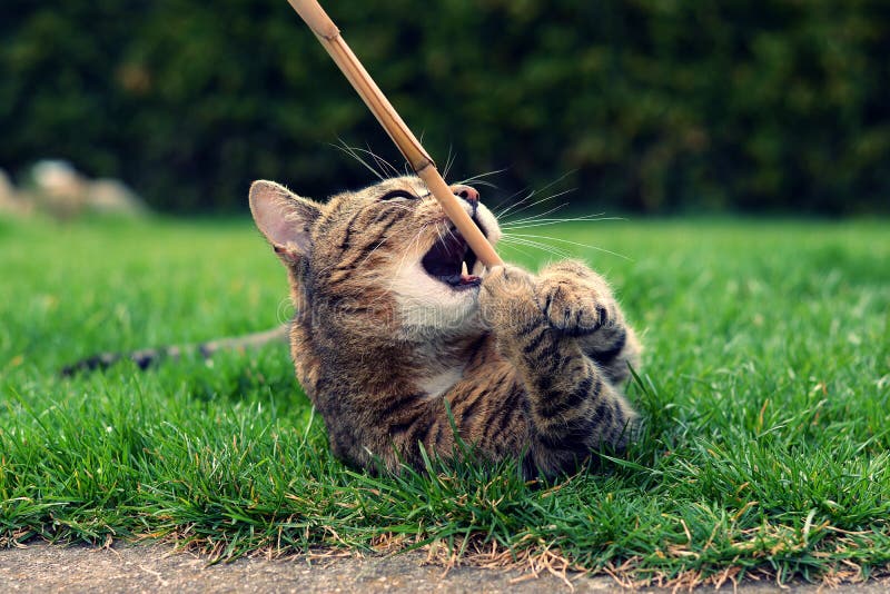 Spielerische Spielende Und Springende Katze Stockbild - Bild von haarig ...