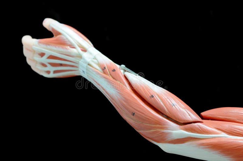 Spier stock foto. Image of gezond, biologie, anatomisch - 42906832