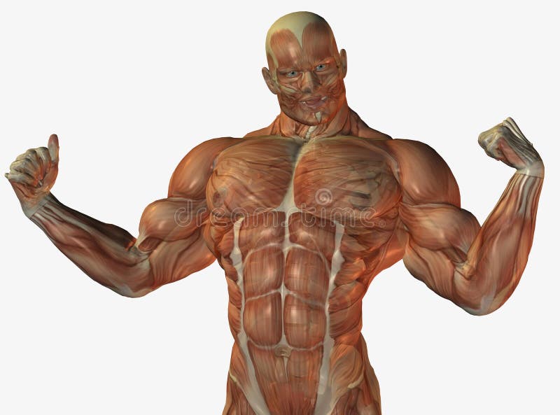 Spier anatomische mens stock illustratie. Illustratie bestaande uit ...