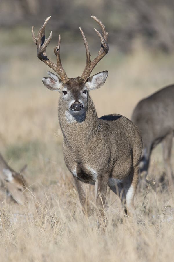 Spierbundel stock foto. Image of dier, drinken, generisch - 36563464