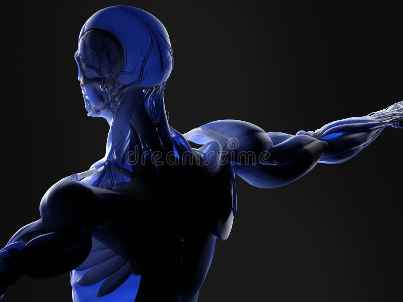 Spieren En Slagaders in Menselijk Lichaam Stock Foto - Image of mens ...