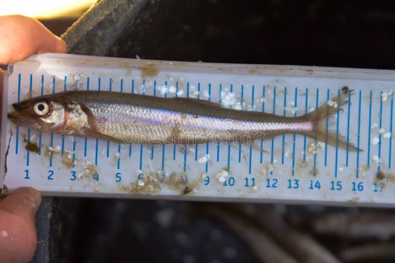 De Spiering van vissen stock afbeelding. Image of dieren - 16919643