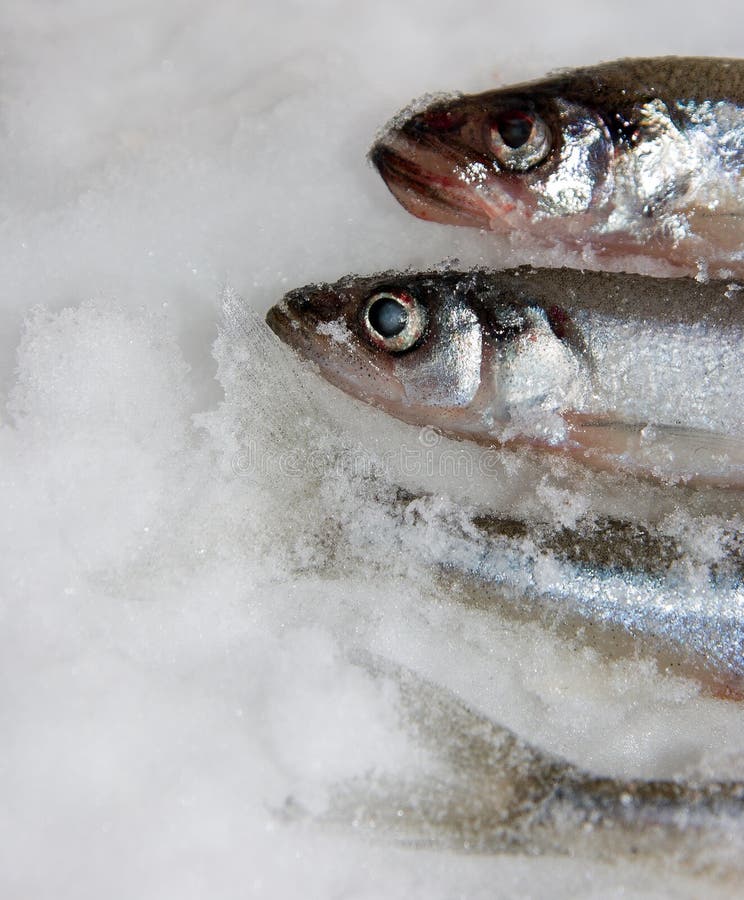 De Vissen Die Van De Spiering in Rusland 3 Vangen Stock Foto - Image of ...