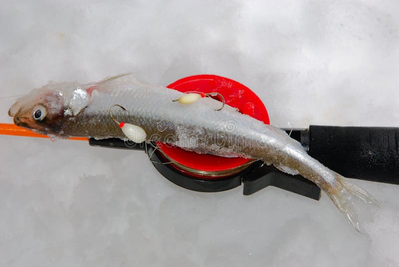 Spiering (vissen) stock foto. Image of buiten, zoutwater - 17455112