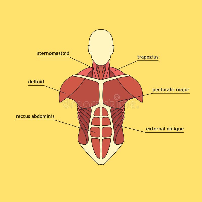 Spiersysteem Van Menselijke Thorax Vector Illustratie - Illustration of ...