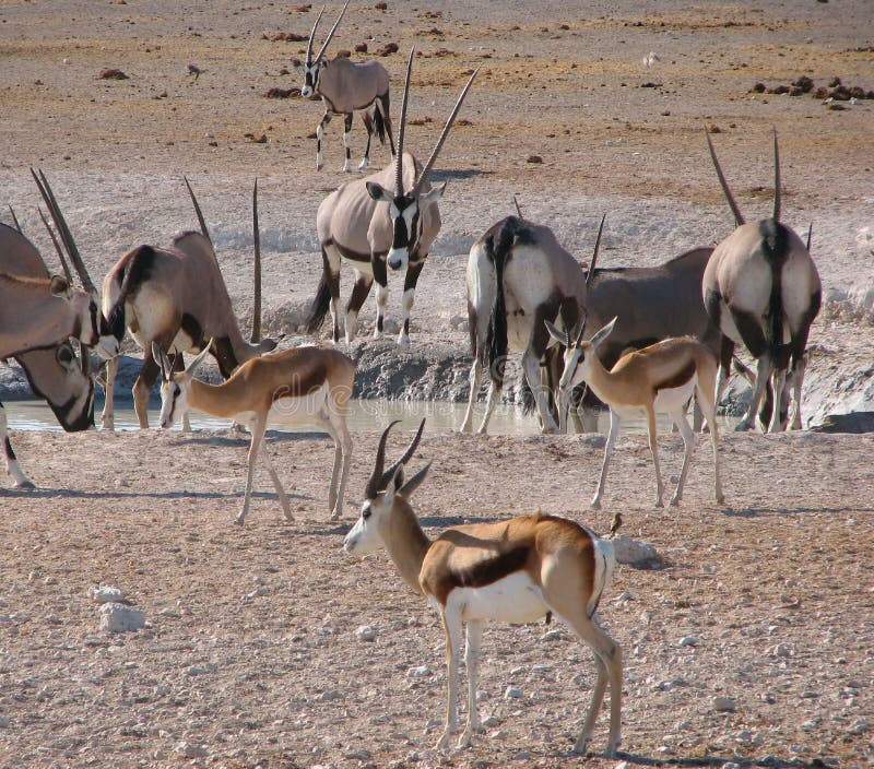 Spiesbok and Springbok at Pool Stock Image - Image of namibia, drinking ...