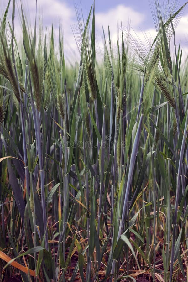 Piante Di Orzo (vulgare Del Hordeum) Fotografia Stock - Immagine di ...