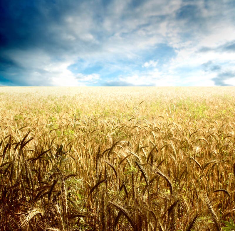 Spike stock photo. Image of wheat, plant, spike, sunset - 5502578