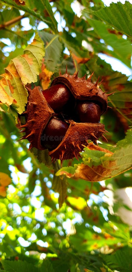 Chestnuts Shield Armor stock image. Image of shield - 129210993