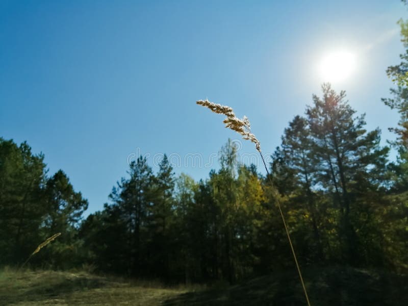 Spike on the Background of a Blue Sky with the Sun Stock Photo - Image ...