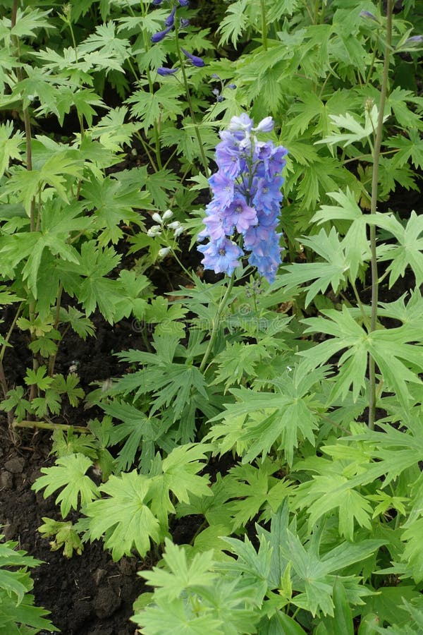 Spike of Blue Flowers of Larkspur Stock Photo - Image of florescence ...