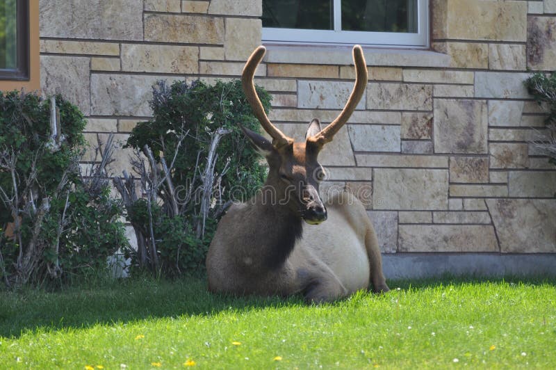 Spike elk stock photo. Image of life, park, bull, rocky - 6569554