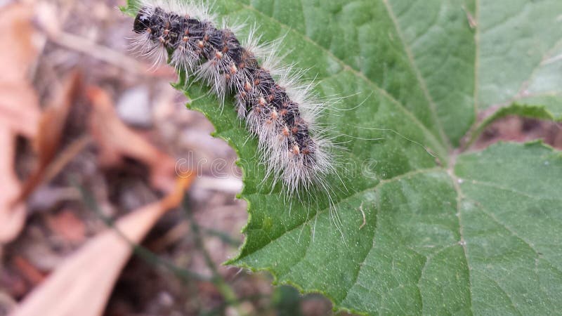 A spike caterpillar stock photo. Image of pollinator - 187932110