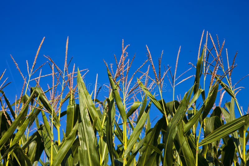 Spike of corn and blue sky stock photo. Image of plant - 20788952