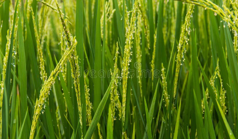 Spike stock photo. Image of plant, food, business, vegetables - 35498746
