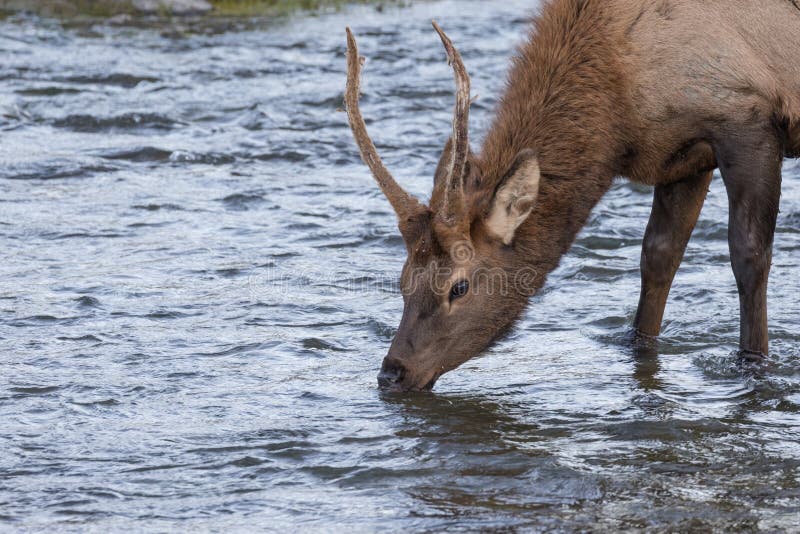 Big Bull Elk Drinking stock photo. Image of hoofed, colorado - 28815808
