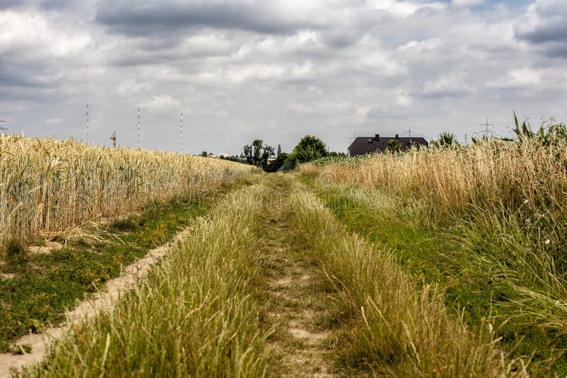 Spike Field stock image. Image of autumn, cultivate, natural - 42798061