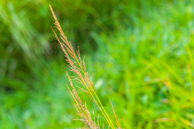 Spike of field grass stock photo. Image of flower, countryside - 208862294
