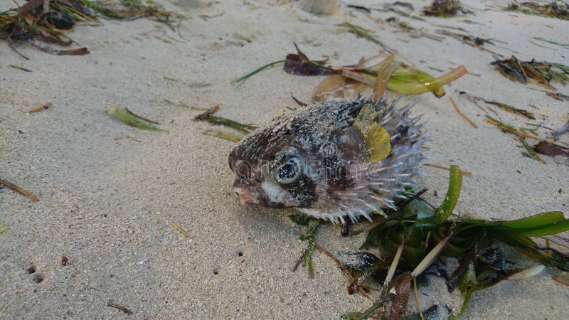 Spike fish stock photo. Image of spike, mombasa, ocean - 101456558