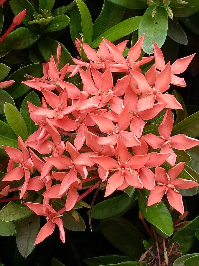 Spike flower stock image. Image of nature, garden, spike - 116473315