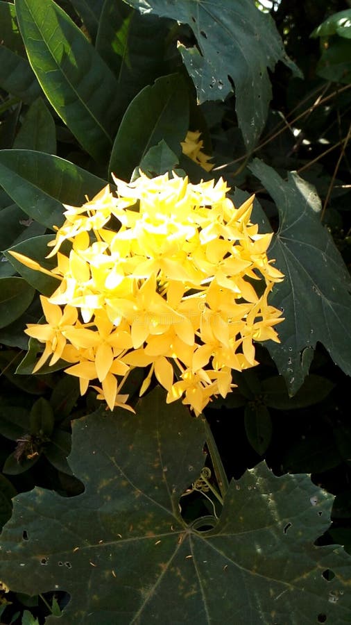 Spike flower stock photo. Image of spike, blooming, large - 84149364