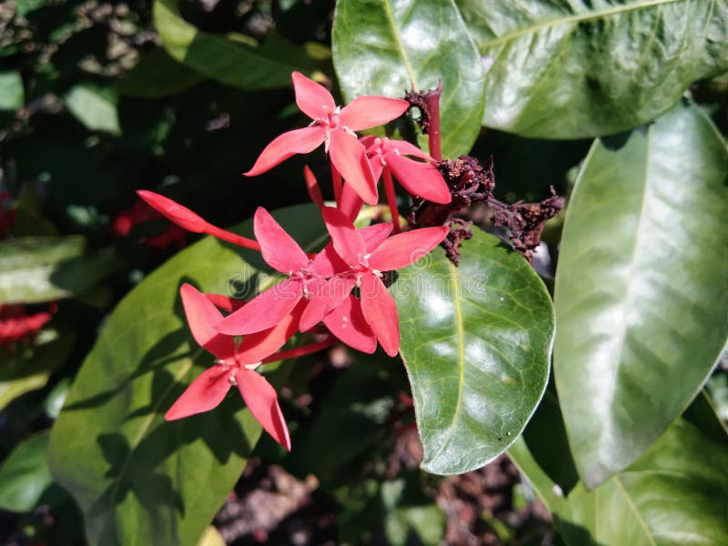 Spike Flower in Pack Outdoor Stock Photo - Image of outdoor, green ...