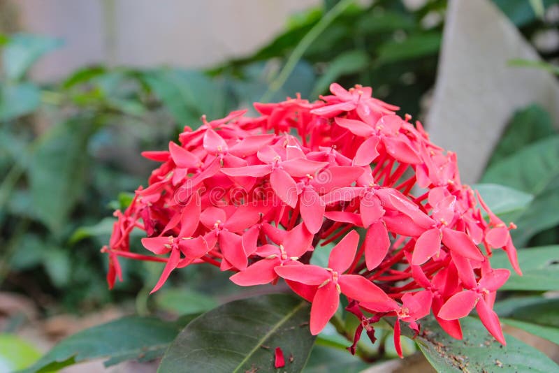 Spike flower stock image. Image of spike, beautiful, color - 81433003