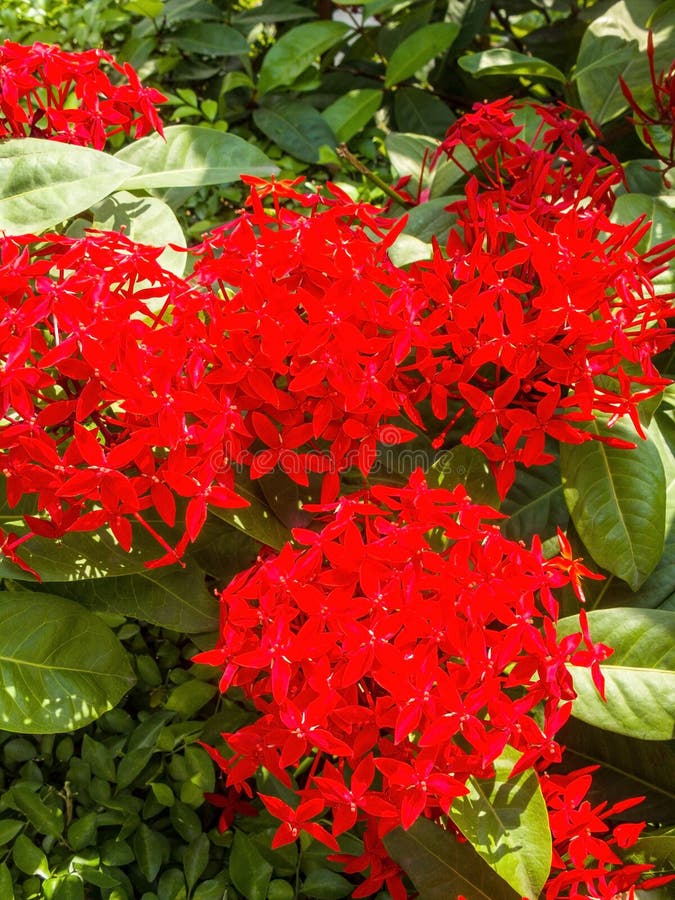 Red Spike Flower / Ixora Flower - this Photograph Shows Spike Like ...